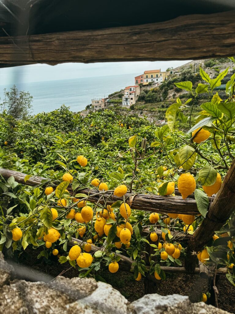 Walking the Path of the Lemons: A Full Guide